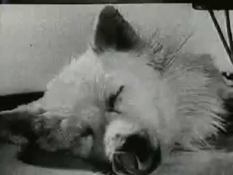 Russian Cyborg Dog Experiment – Slavorum