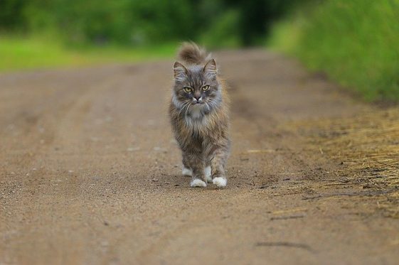 National Cat Day: Russian Cats and Their Glorious Day in Russia – Slavorum