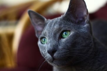 Russian Cat Breeds: 101 – Slavorum